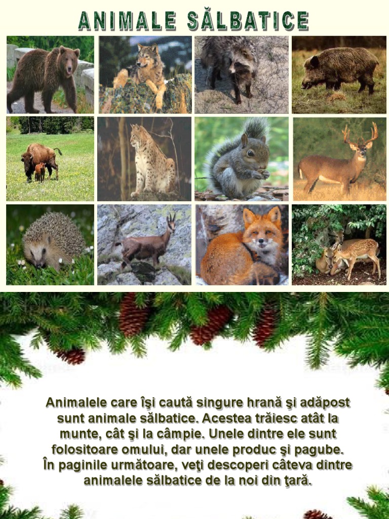 Animale Salbatice | PDF