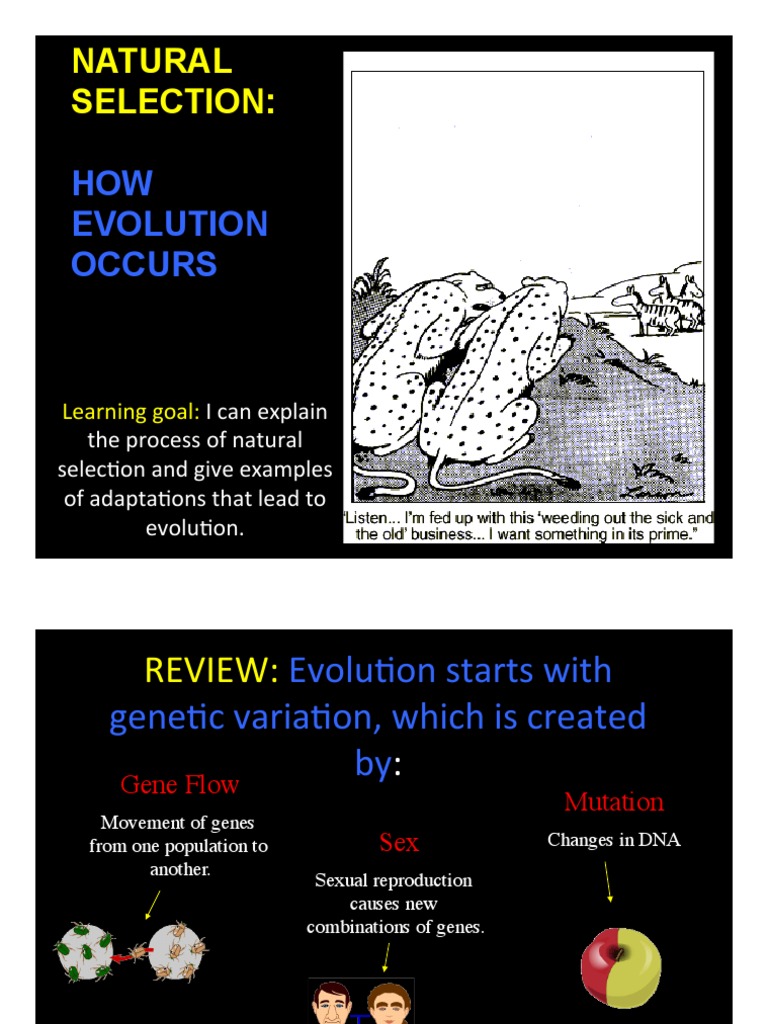 Natural Selection and Speciation | PDF | Natural Selection | Evolution