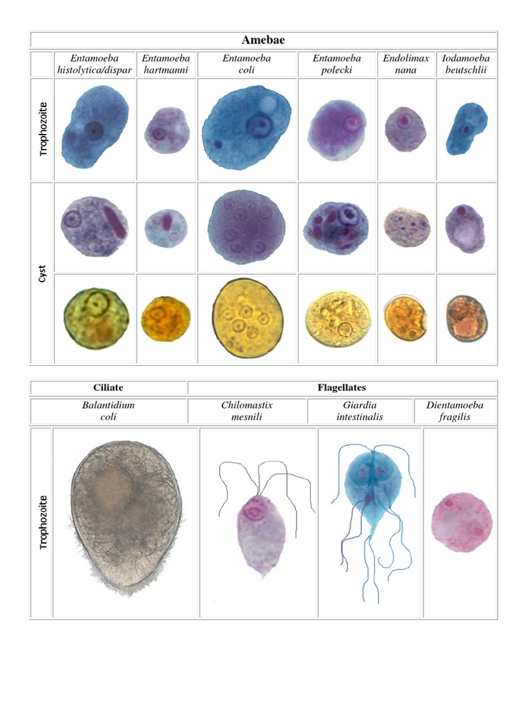 Identification of Intestinal Parasites | PDF | Parasitology | Parasites