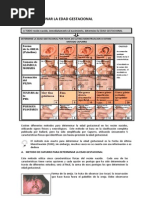 Escala de Capurro | PDF