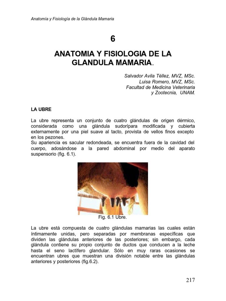 Anatomía de la Ubre de la Vaca | PDF | Pecho | Citoplasma