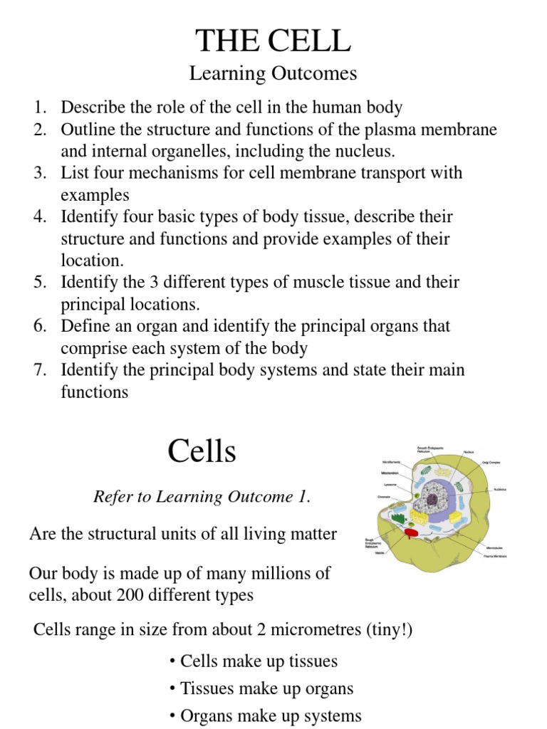 The Cell: Learning Outcomes | Cell (Biology) | Cell Membrane | Free 30 ...