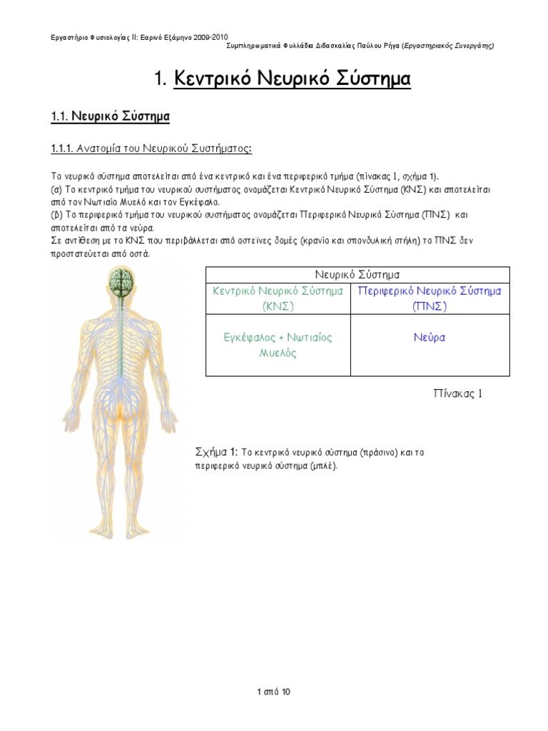Neurwnes KNS | PDF