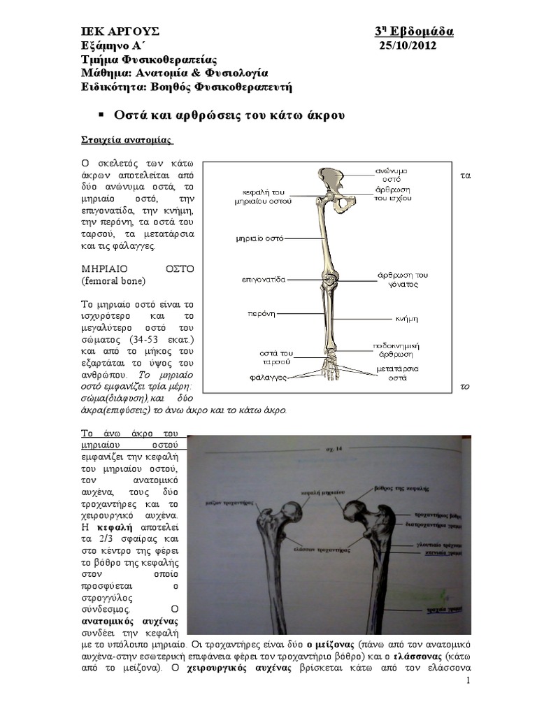 Οστά & αρθρώσεις κάτω άκρου | PDF