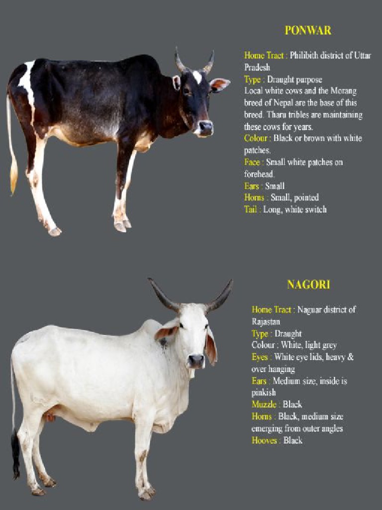 Cow Varieties | PDF