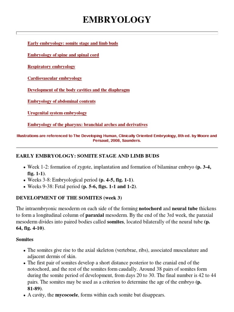 Embryology | PDF | Vertebral Column | Vertebra