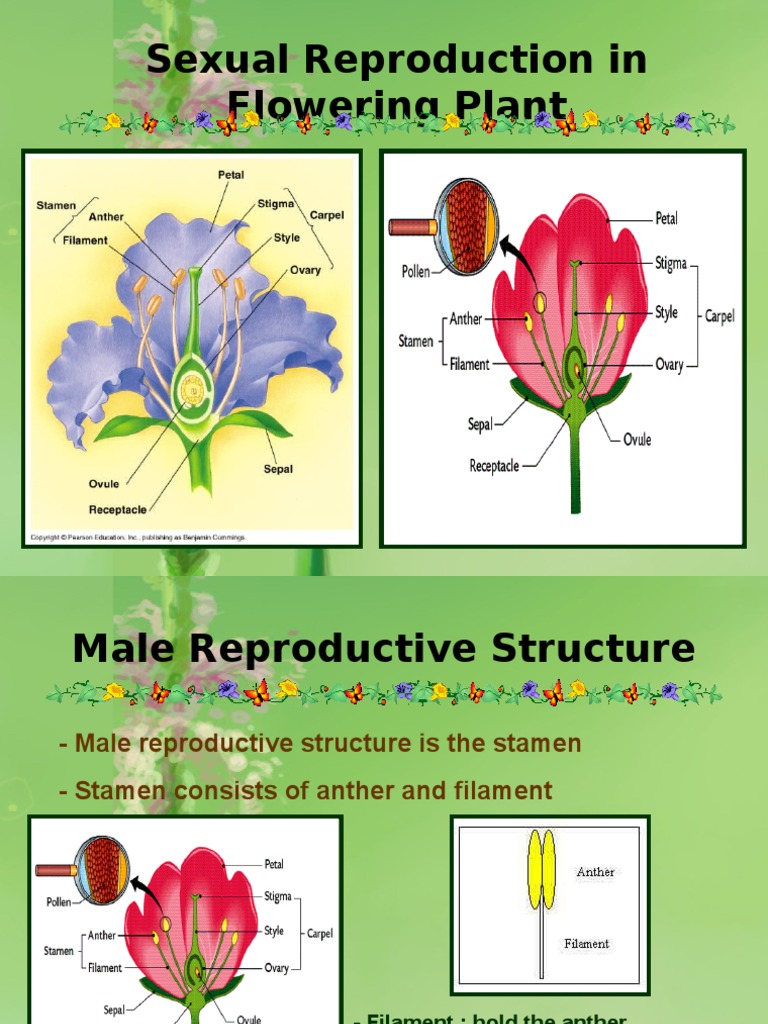 Sexual Reproduction In Flowering Plant Fertilisation Pollen