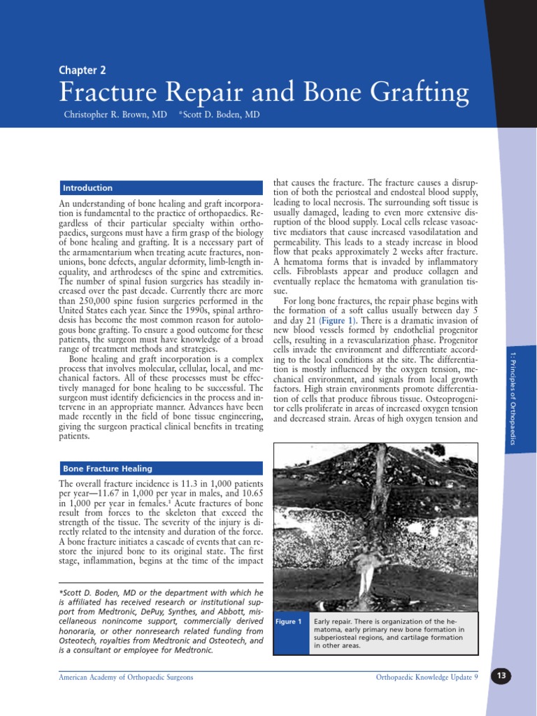 Fracture Repair and Bone Grafting Insights | PDF | Bone | Osteoblast