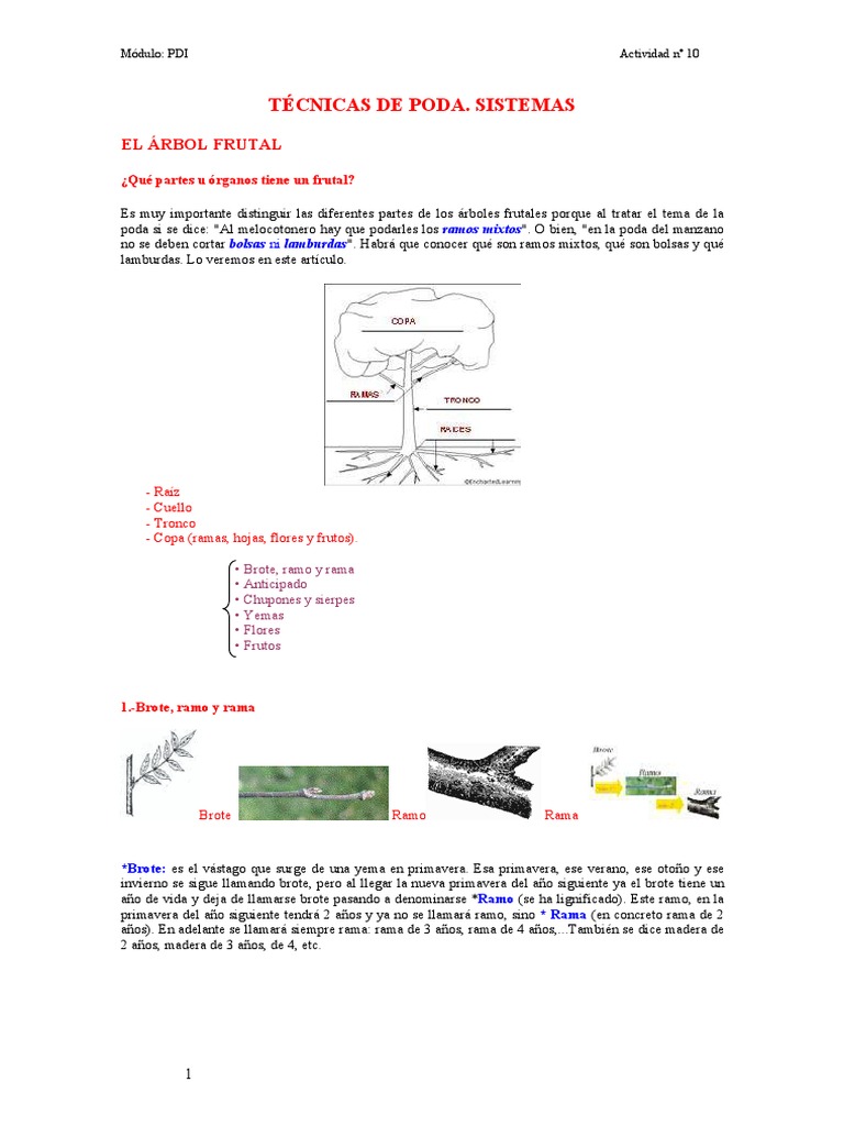 Tema 5. Act. 10 - Tecnicas de Poda | PDF