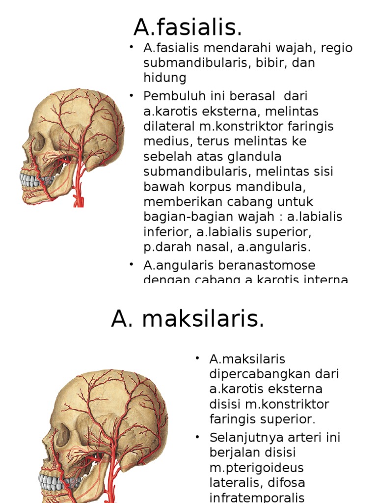 KP 6.2-Anatomi Vaskularisasi Orofacial | PDF