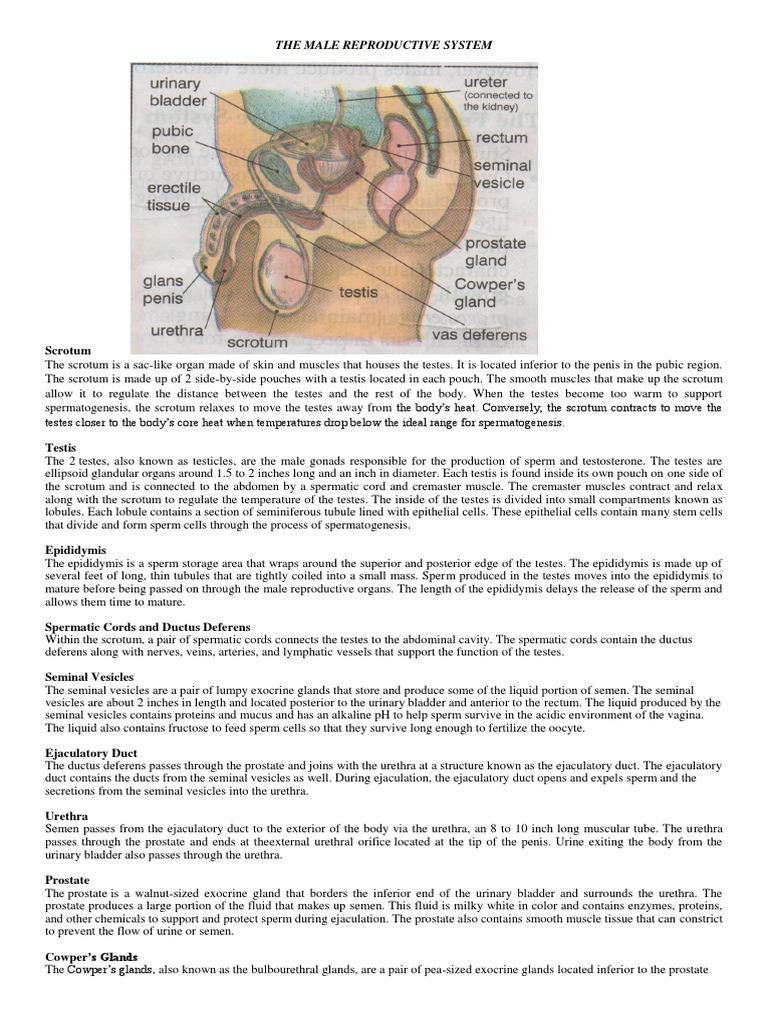 The Male Reproductive System | PDF | Testicle | Uterus