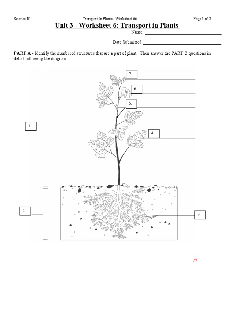 Unit 3 - Worksheet 6: Transport in Plants | PDF