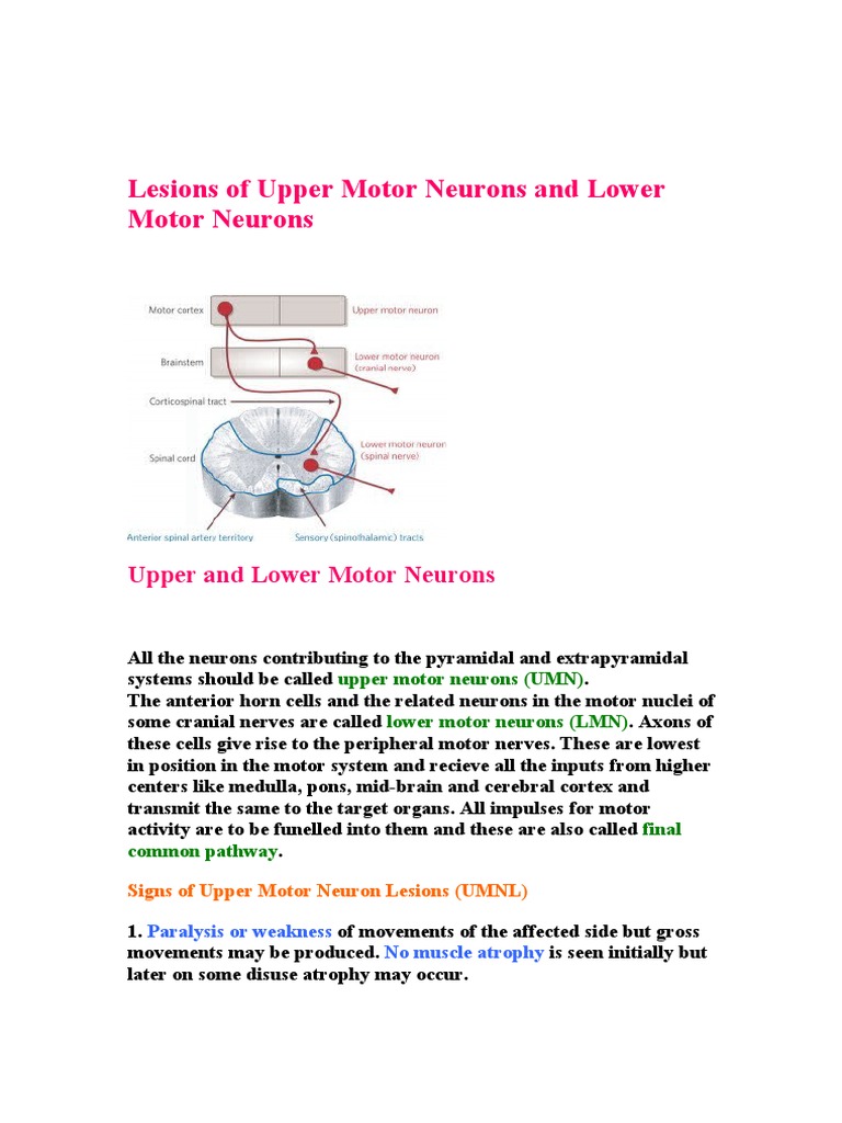 Upper Motor Neuron Lesion Overview | PDF | Anatomical Terms Of Motion ...