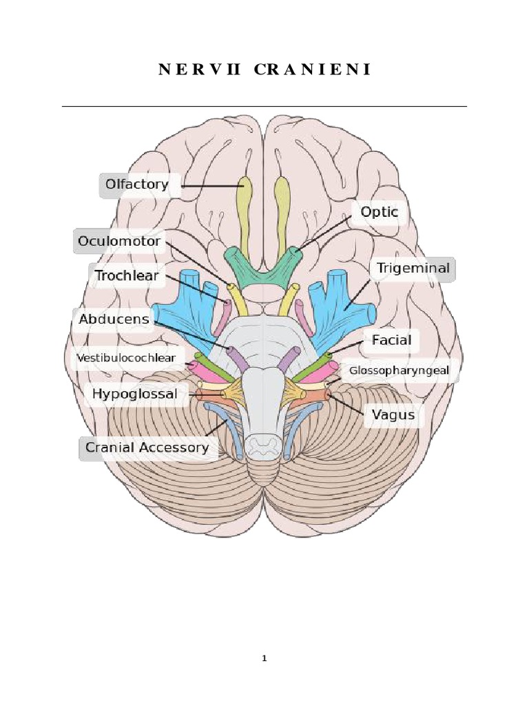 Anatomia Creierului-NERVII CRANIENI
