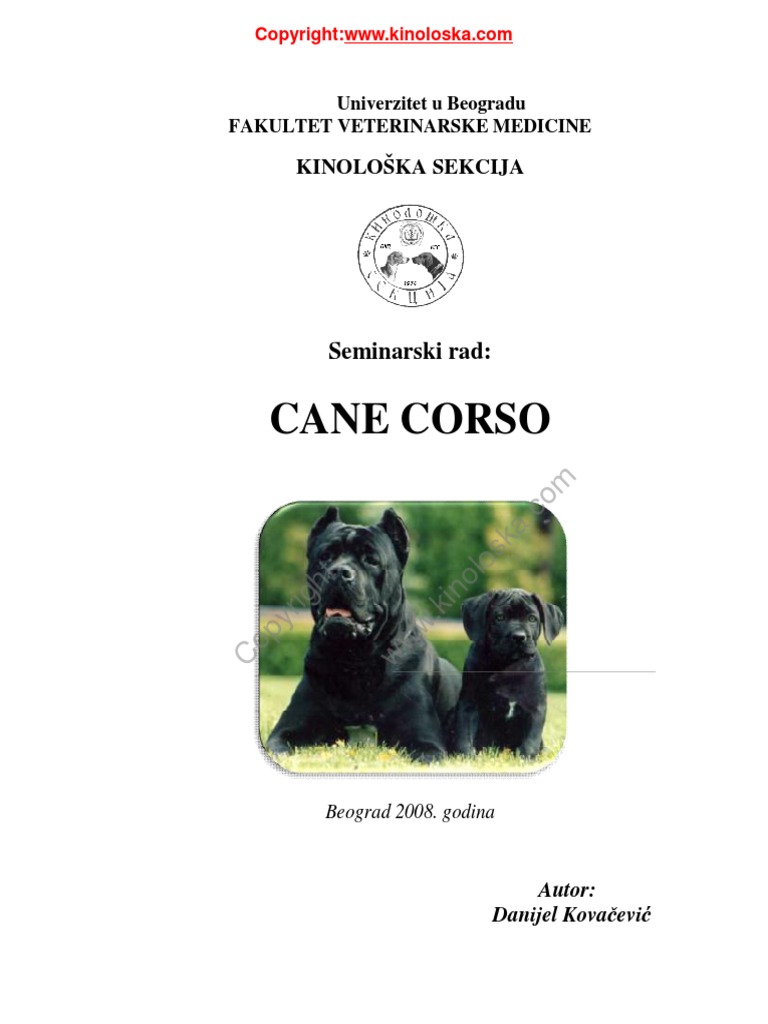 Cane Corso | PDF