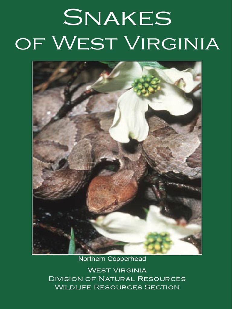 Snakes of West Virginia | PDF | Snake | Reptiles Of North America