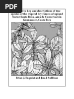 Propagation Study of Guijo Tree (Shorea guiso) | PDF | Trees | Plants