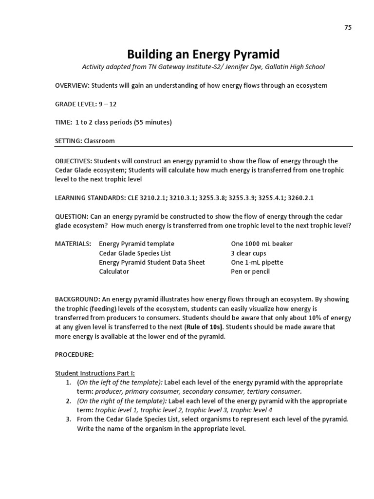 19 Energy Pyramid | PDF | Food Web | Biogeochemistry
