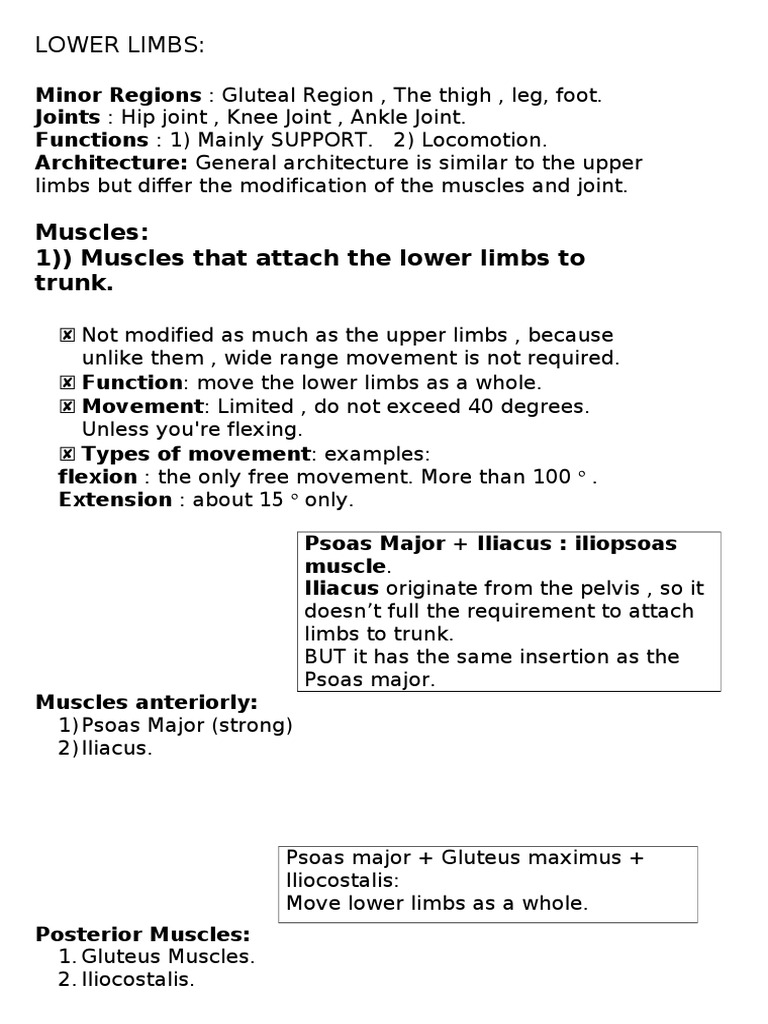 Muscles of The Lower Limbs | PDF | Foot | Primate Anatomy