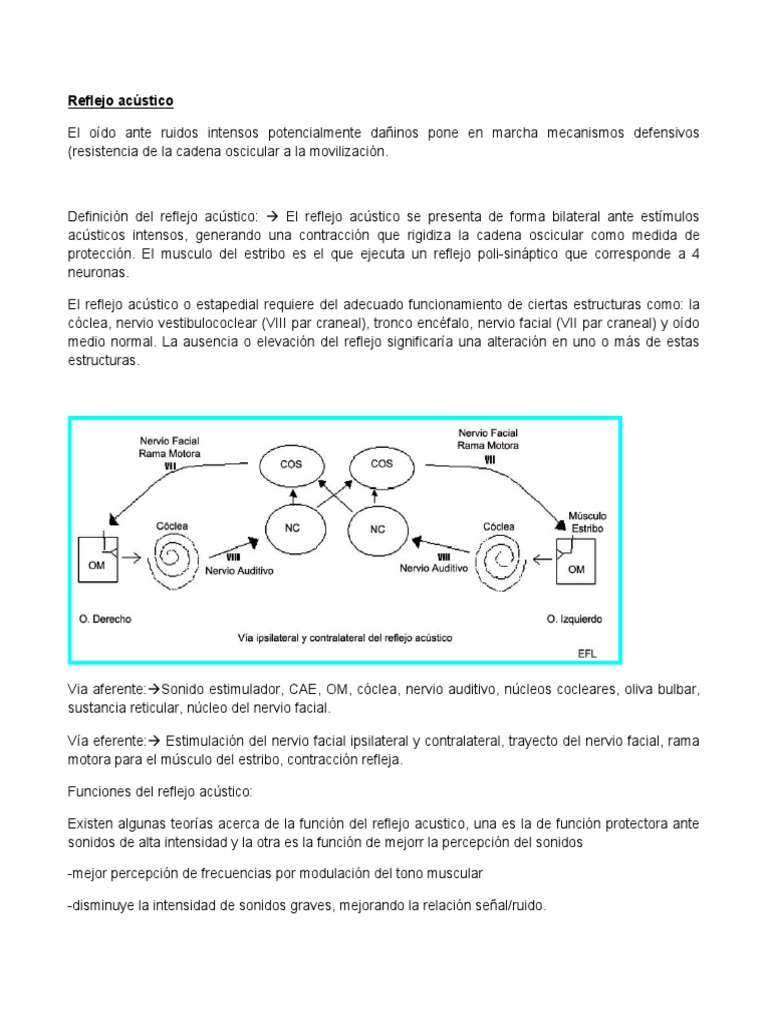 Reflejo Acústico | PDF | Nervio | Oído