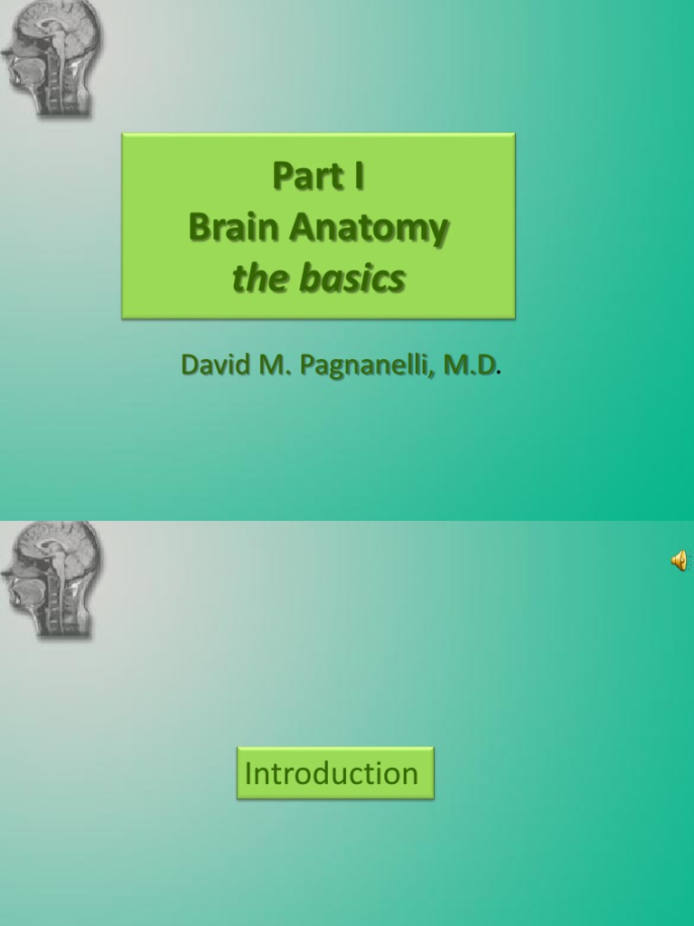 Introduction To Brain Anatomy | PDF | Central Nervous System | Brain