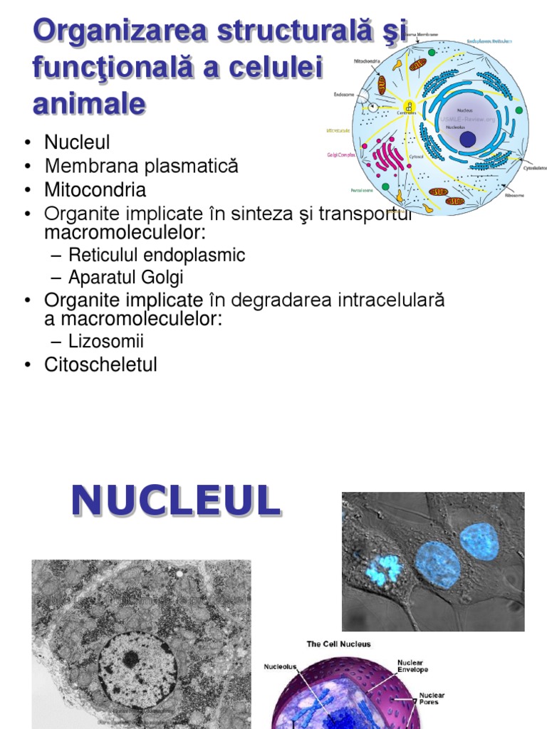 NUCLEUL