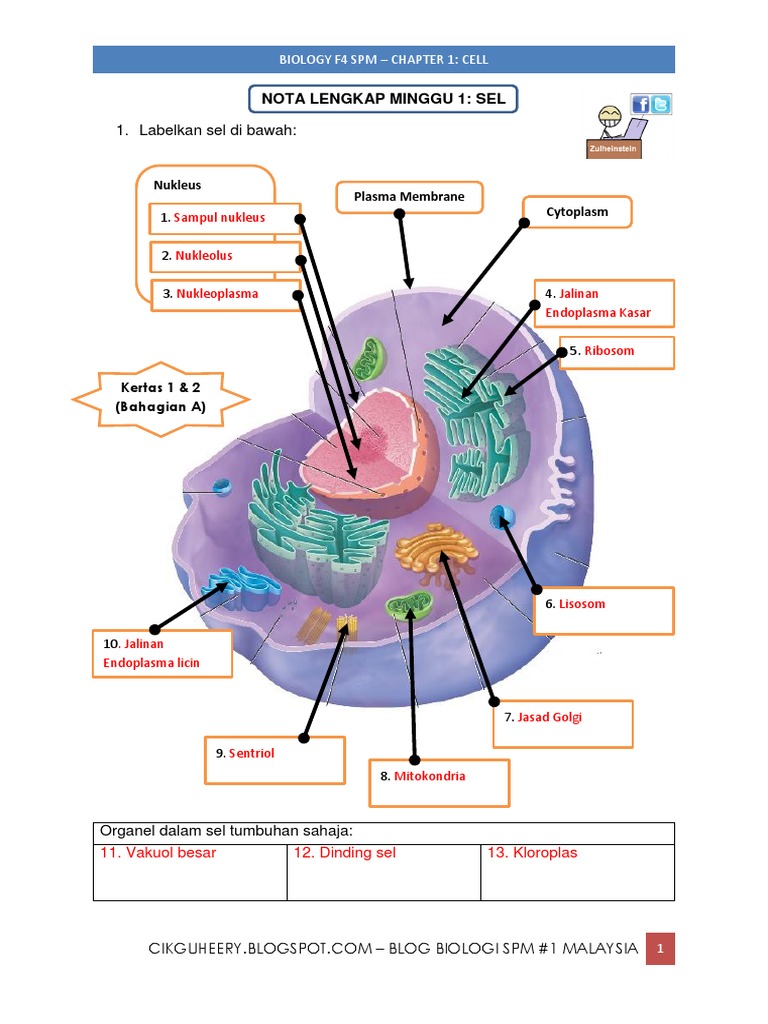 Nota Biologi SPM Pertama - Sel | PDF