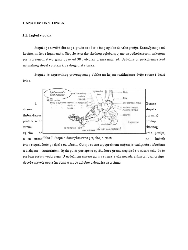 Anatomija Stopala | PDF