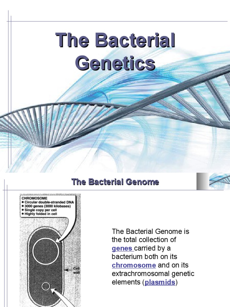 Microbiology Lecture - 05 Bacterial Genetics | PDF | Molecular Cloning ...