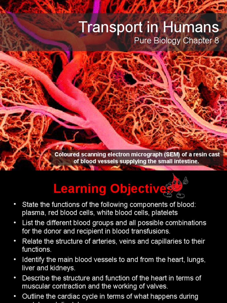 Human Blood Transport System Explained | PDF | Atrium (Heart) | Diastole