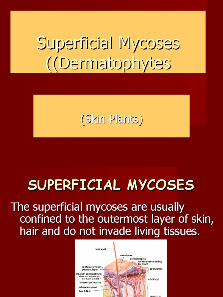 Superficial Mycoses) ) Dermatophytes | Download Free PDF | Diseases And ...