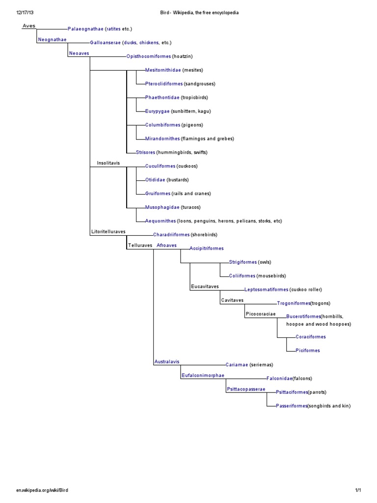 Overview of Bird Classification | PDF | Social Science