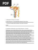 Bacaan Nadi Atau Denyutan Jantung Normal Mengikut Umur Dan Jantina ...
