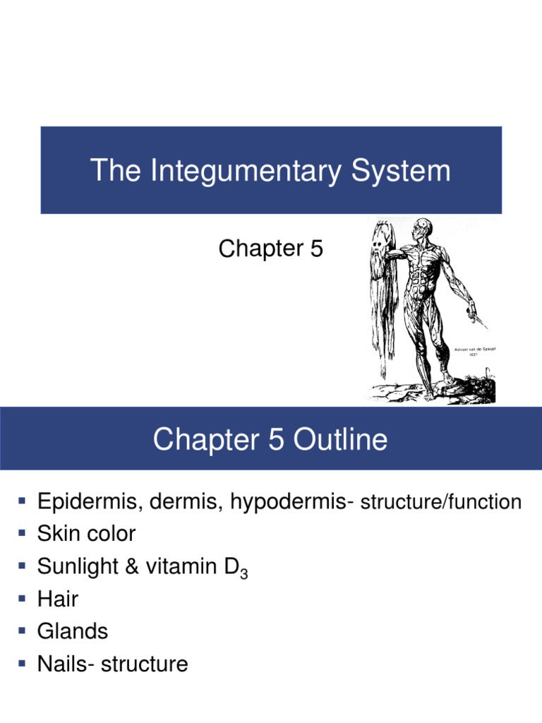 Chapter 5 Integumentary System PDF | PDF | Integumentary System | Skin