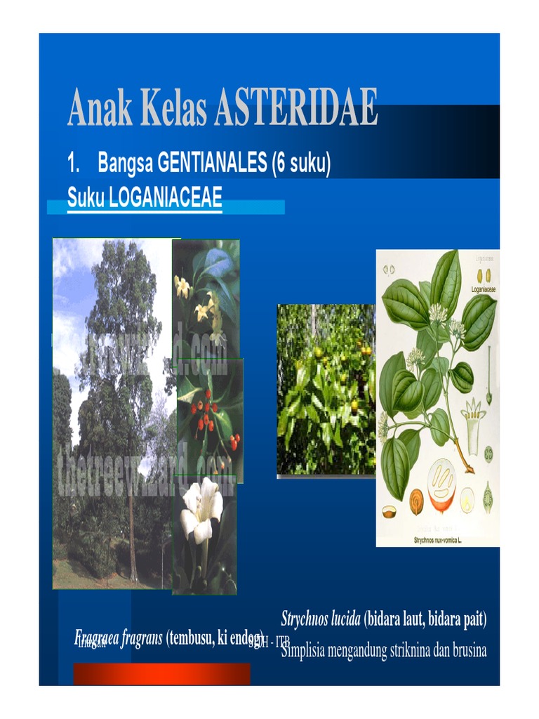 10 Divisi Magnoliophyta 06 Asteridae PDF | PDF