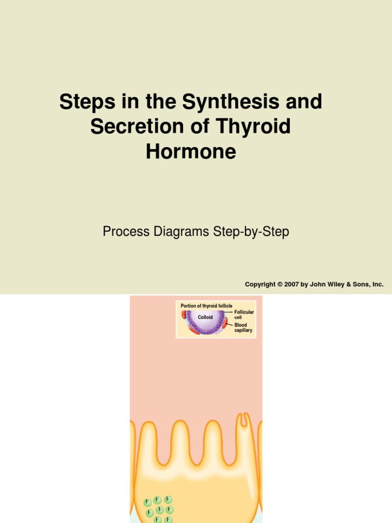 Steps in The Synthesis and Secretion of Thyroid Hormone: Process ...