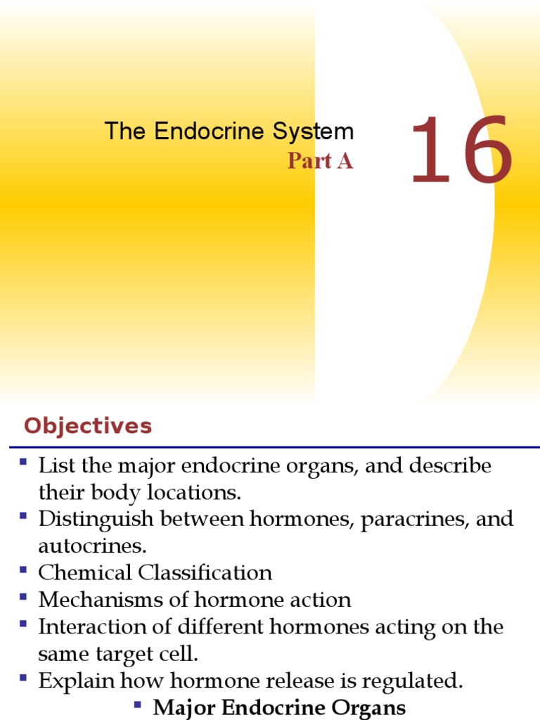 The Endocrine System Part 1 | PDF | Hormone | Endocrine System