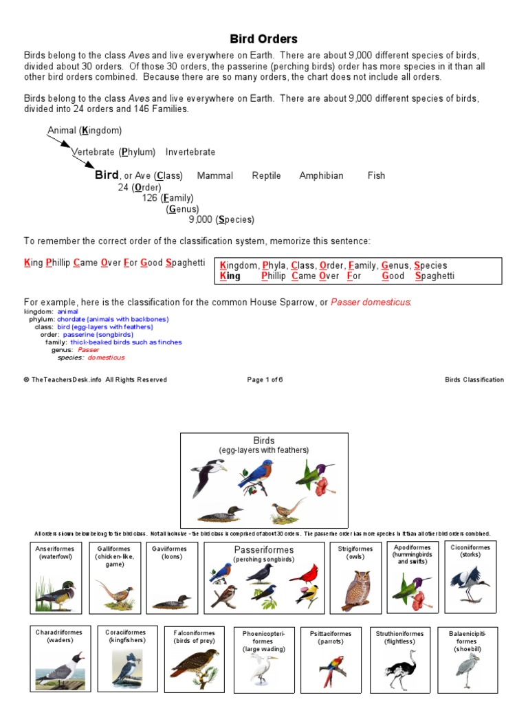 Bird Order Chart | PDF | Birds Of Prey | Birds