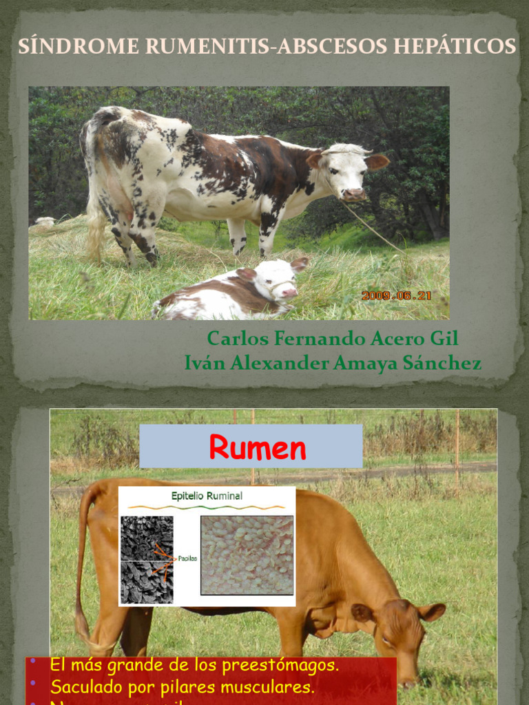 Rumenitis y Abscesos Hepáticos | PDF | Ácido láctico | Especialidades ...