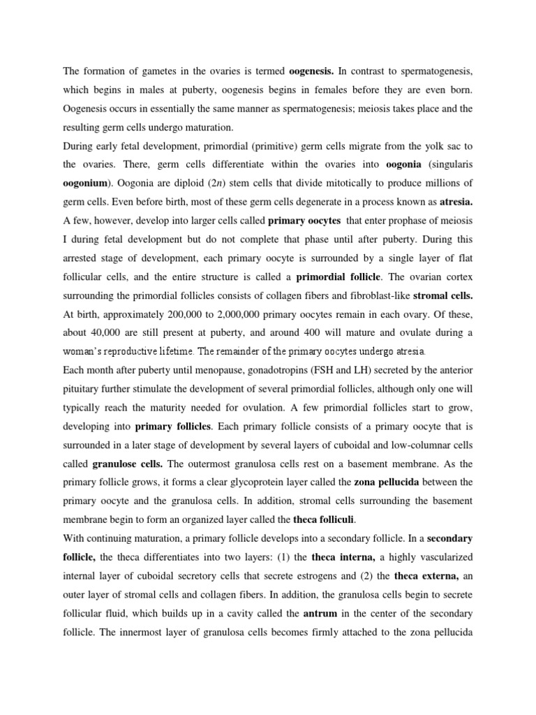 Oogonium) - Oogonia Are Diploid (2n) Stem Cells That Divide Mitotically ...