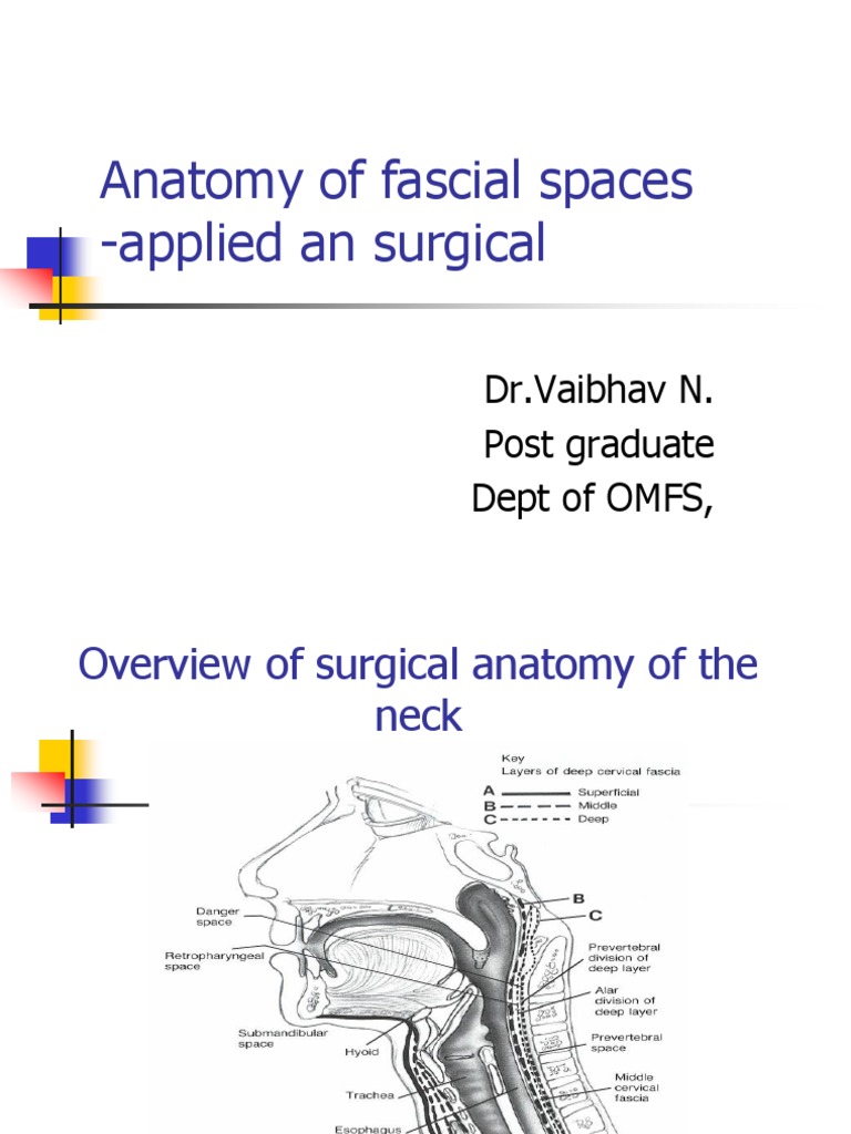 Anatomy of Fascial Spaces | Neck | Common Carotid Artery