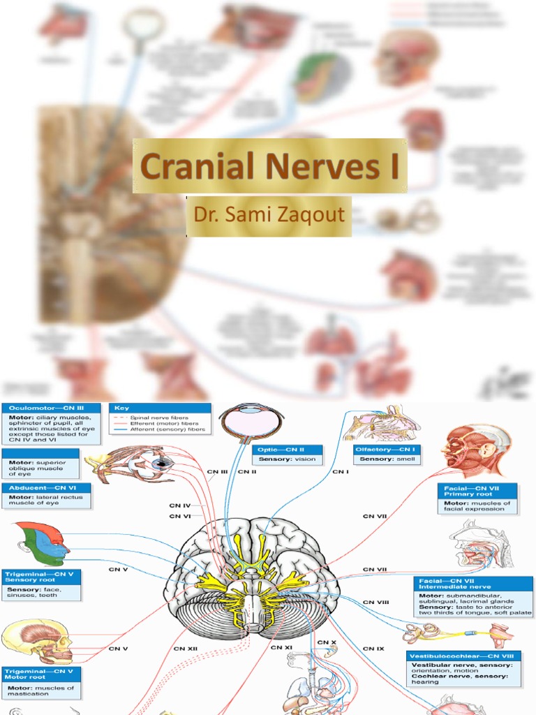 Cranial Nerves | PDF | Olfaction | Visual System