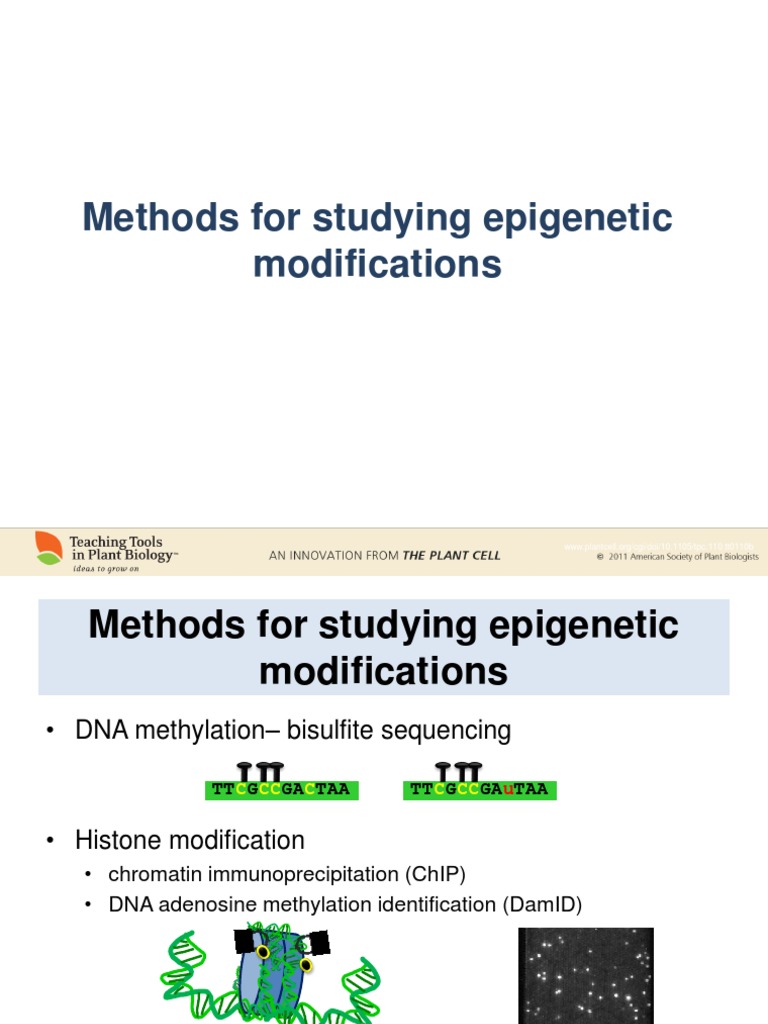Methods For Studying Epigenetic Modifications | PDF | Dna Sequencing ...