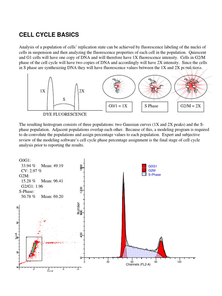 Cell Cycle Basics: G0G1 G2M S-Phase | PDF | Flow Cytometry | Amplifier