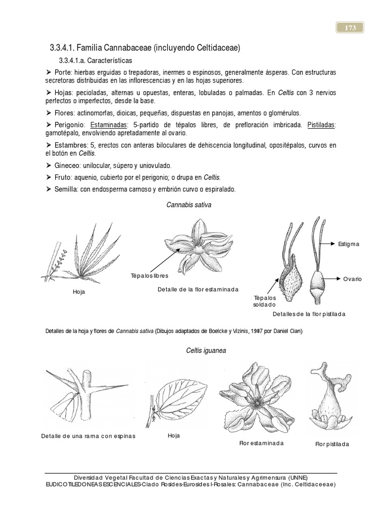 Características de la familia Cannabaceae | PDF | Cáñamo | Flores