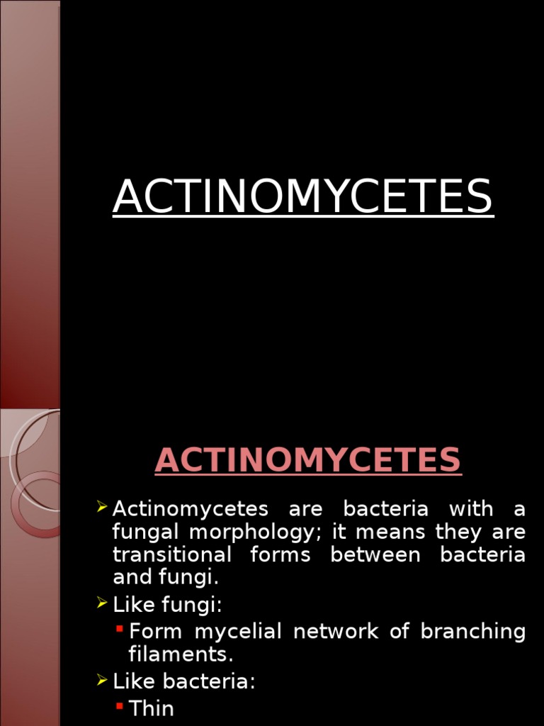 Actinomycetes: Characteristics and Classification | PDF | Bacteria ...