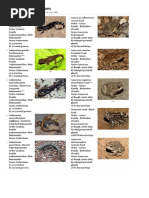 Axolotl Taxonomy | PDF