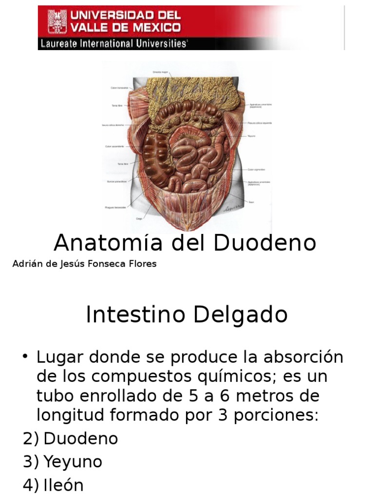 Anatomía Del Duodeno | PDF | Anatomía humana | Abdomen