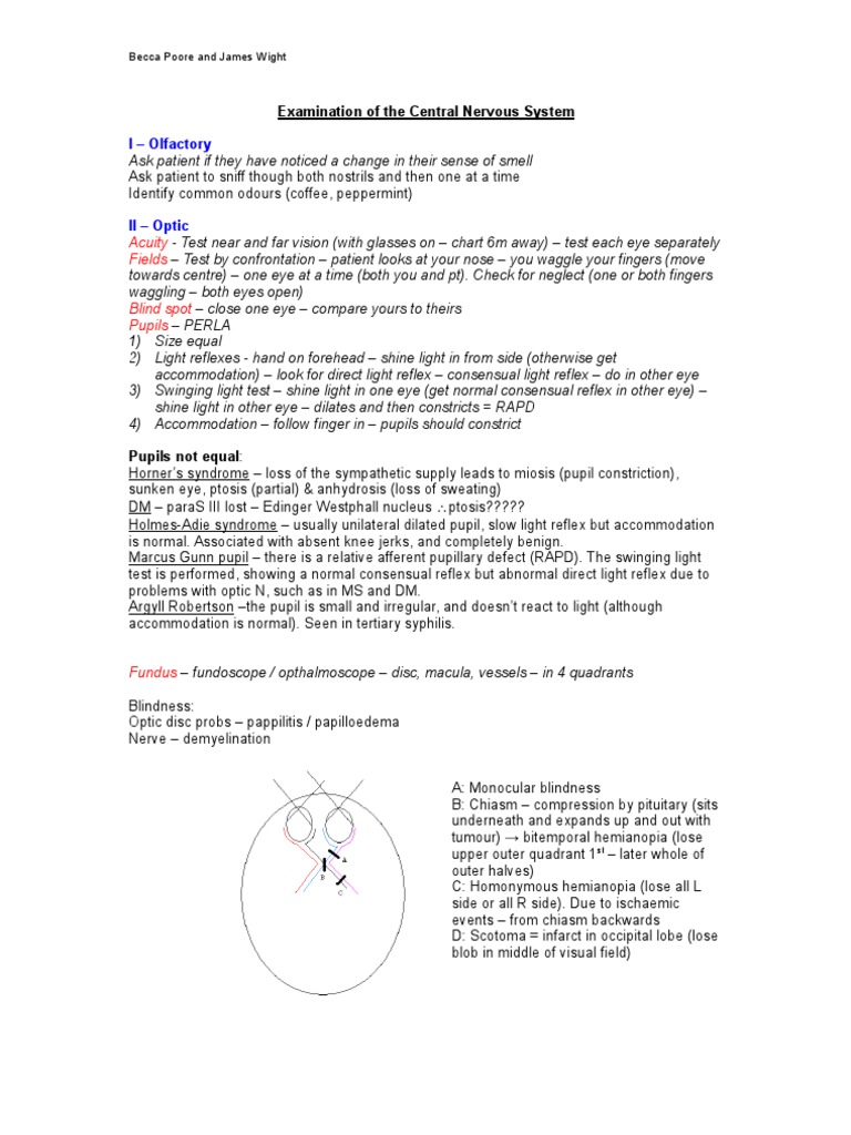 Central Nervous System Examination Guide | PDF | Human Anatomy | Human ...