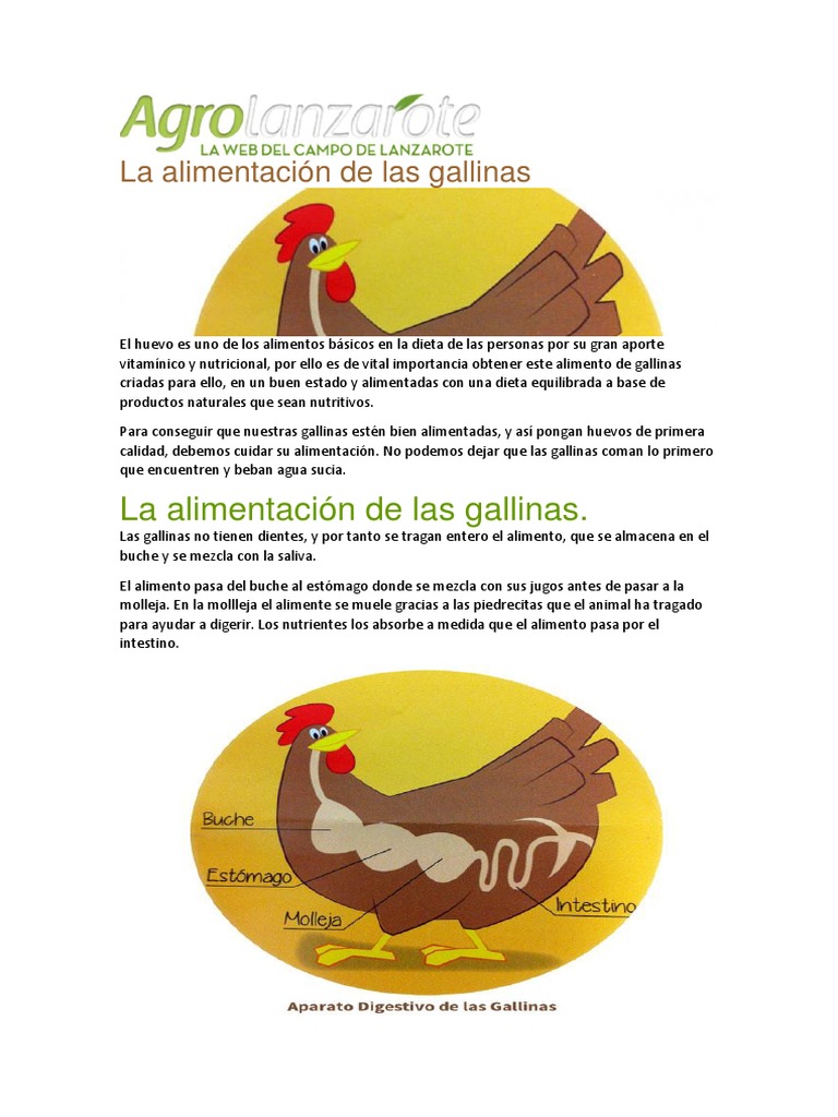 La Alimentacion de Las Gallinas | PDF | Huevo como alimento | Pollo